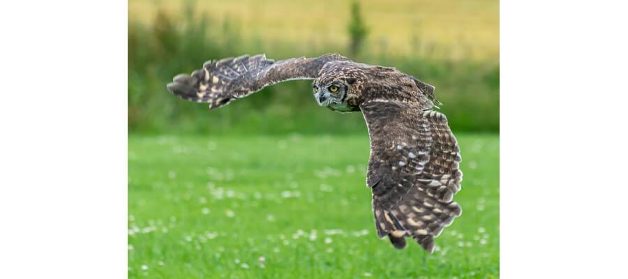 Falconry Photography Course at Glebe Farm, Astbury, near Congleton