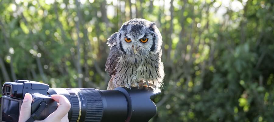 Falconry Photography Course at Glebe Farm, Astbury, near Congleton